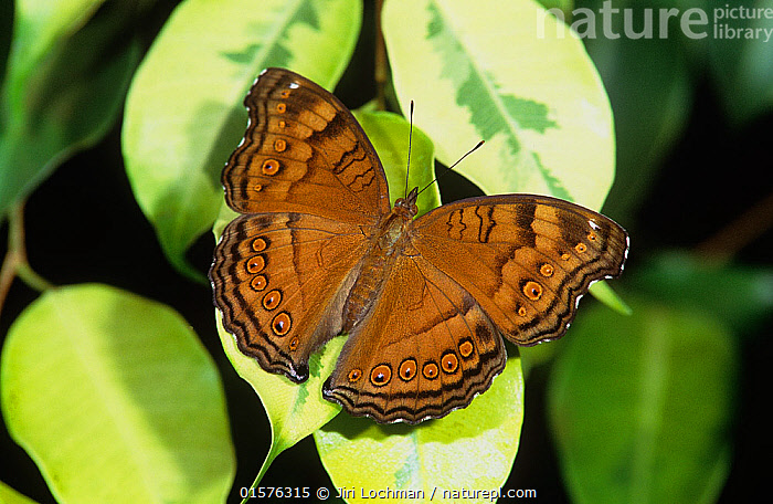 Stock photo of Brown soldier butterfly (Junonia hedonia subsp. zelima ...