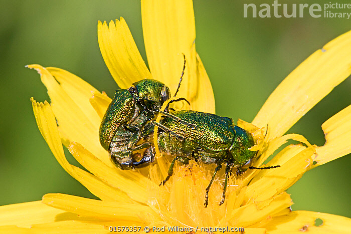 Stock photo of Leaf beetles (Cryptocephalus aureolus) mating pair ...