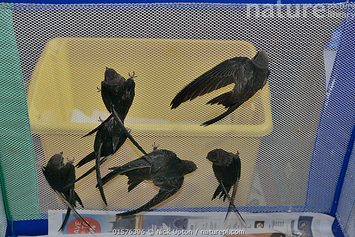 Stock photo of Group of orphan Common swift chicks (Apus apus) reared ...