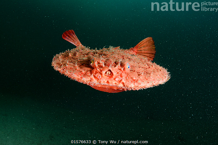 Stock photo of Starry handfish / Minipizza batfish (Halieutaea stellata ...