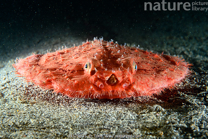 Stock photo of Starry handfish / Minipizza batfish (Halieutaea stellata ...