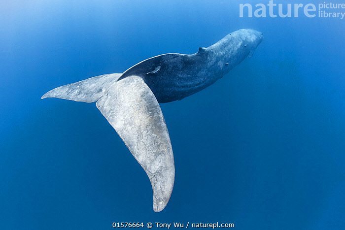 Stock photo of Indian Ocean blue whale (Balaenoptera musculus indica ...