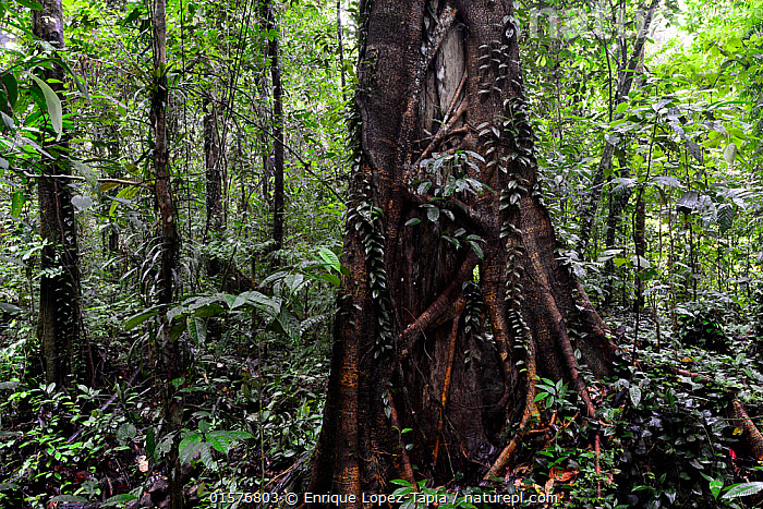 Stock photo of Enormous rainforest tree trunk supporting epiphytic ...