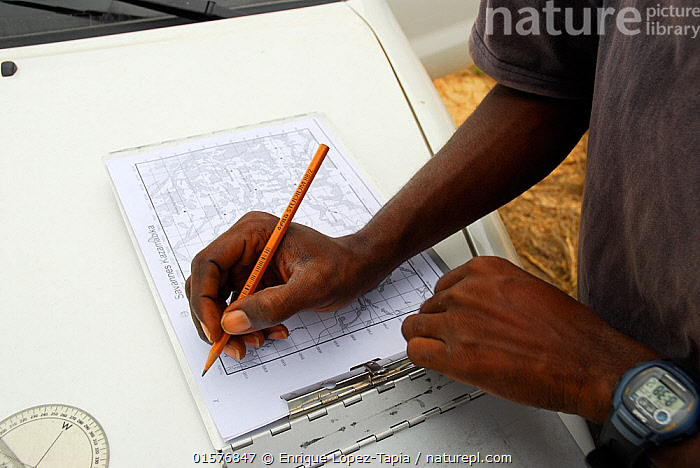 Stock photo of Park biologists radio tracking a troop of Mandrills ...