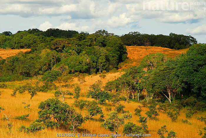 Stock photo of Landscape of LopÃ© National Park, Ecosystem and Relict ...