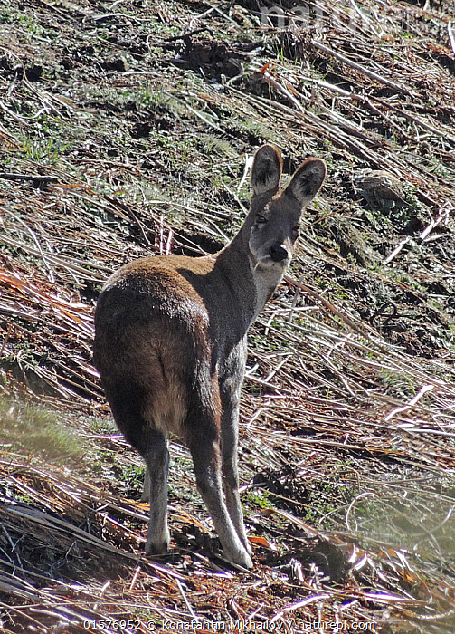 Stock photo of Himalayan muskdeer (Moschus leucogaster) in Dhaulagiri ...