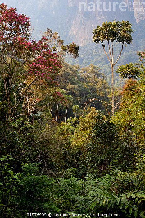 Stock photo of Primary forest, Rainforests of the Atsinanana UNESCO ...