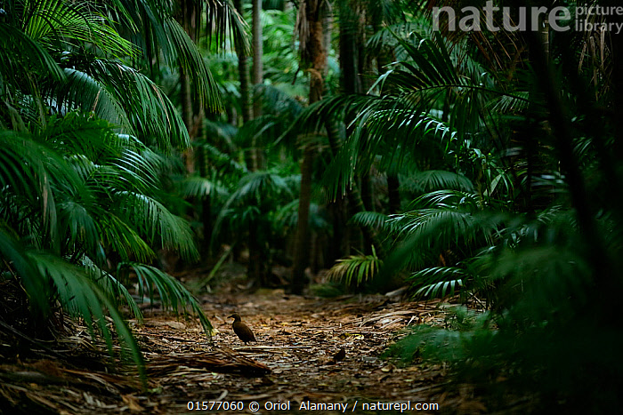 Stock photo of Lord Howe Rail (Gallirallus sylvestris) crossing path in ...