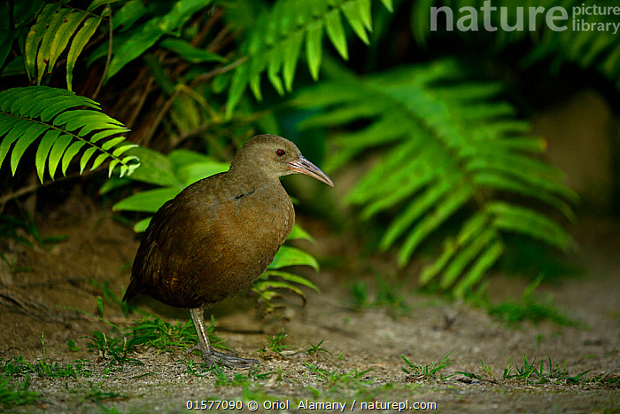 Stock photo of Lord Howe Rail or Woodhen (Gallirallus sylvestris) in ...