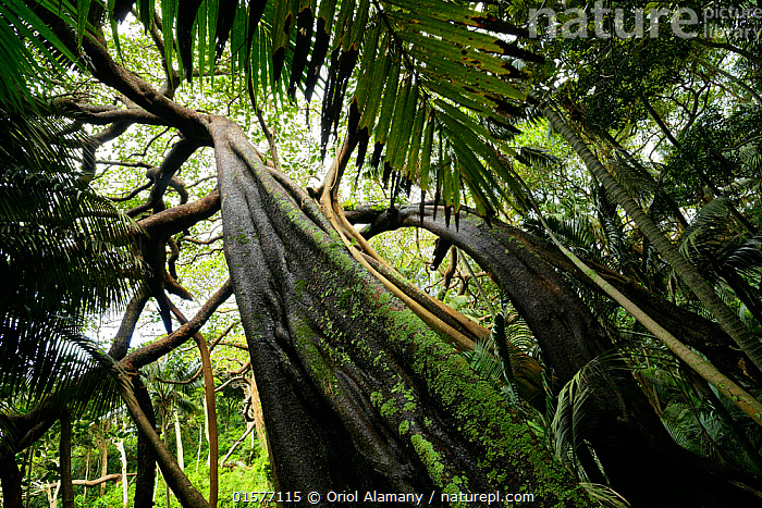 Stock photo of Banyan tree (Ficus macrophylla) Valley of the Shadows ...