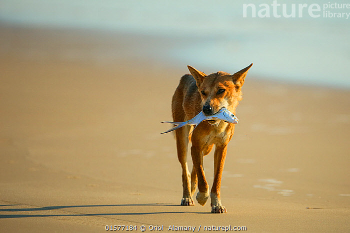 Stock photo of Dingo (Canis lupus dingo) on the beach carrying a fish ...
