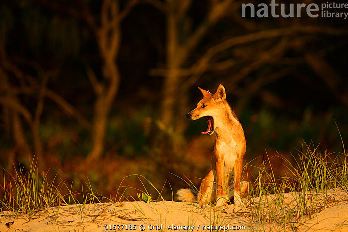 Stock photo of Dingo (Canis lupus dingo) on the beach at night, Fraser ...