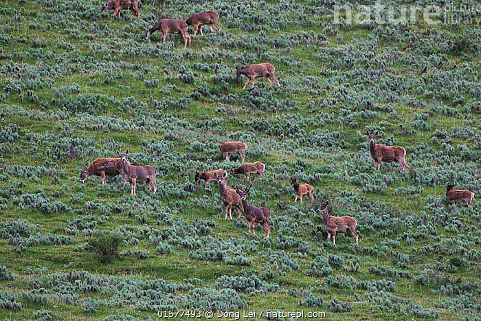 Stock photo of White-lipped deer (Cervus albirostris) Sanjiangyuan ...