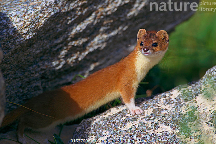 Stock photo of Mountain weasel (Mustela altaica) Sanjiangyuan National ...