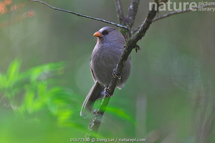 Stock photo of Great Parrotbill (Conostoma aemodium) Balang Mountain ...