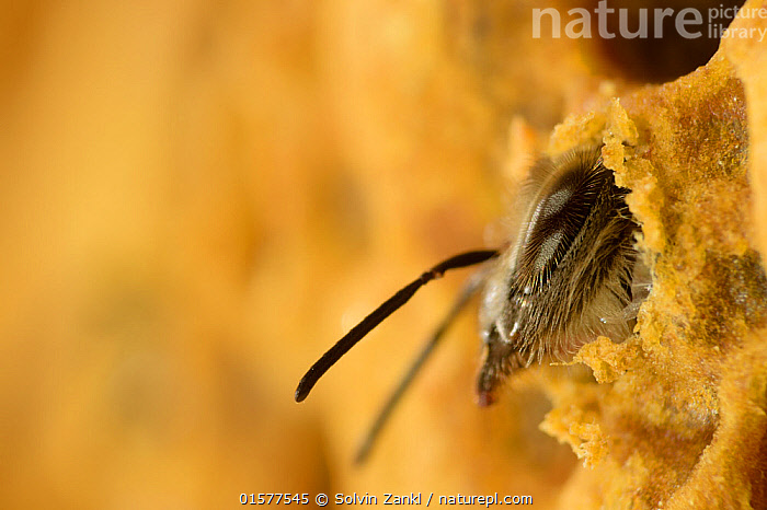 Stock photo of Honey bee (Apis mellifera) adult emerging from brood ...