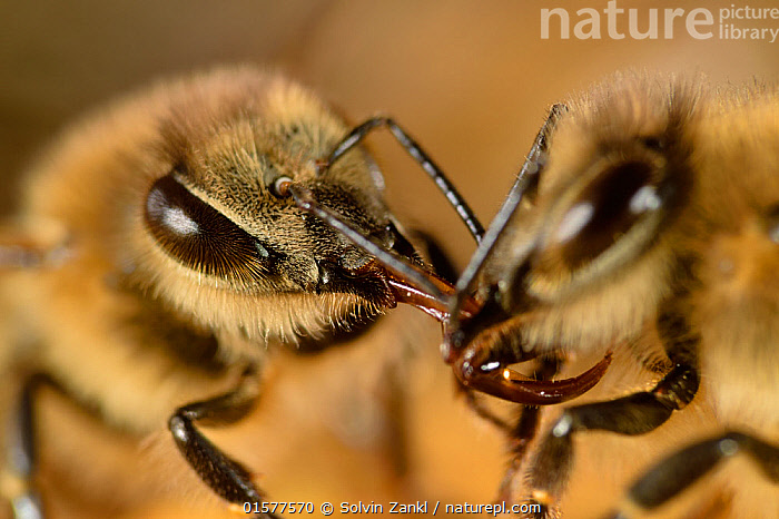 Stock photo of Honeybee (Apis mellifera) trophallaxis - transfer of ...