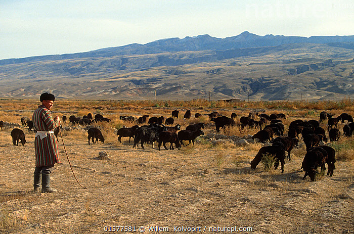 Stock photo of Shepherd with his sheep in the Kugitang valley ...