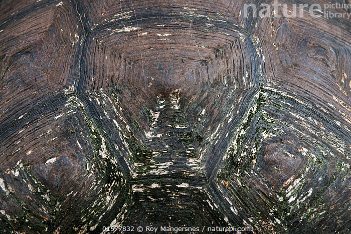 Stock photo of Galapagos giant tortoise (Chelonoidis nigra) shell ...