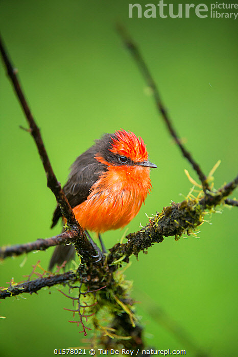 Stock photo of Galapagos vermilion flycatcher (Pyrocephalus nanus) male ...