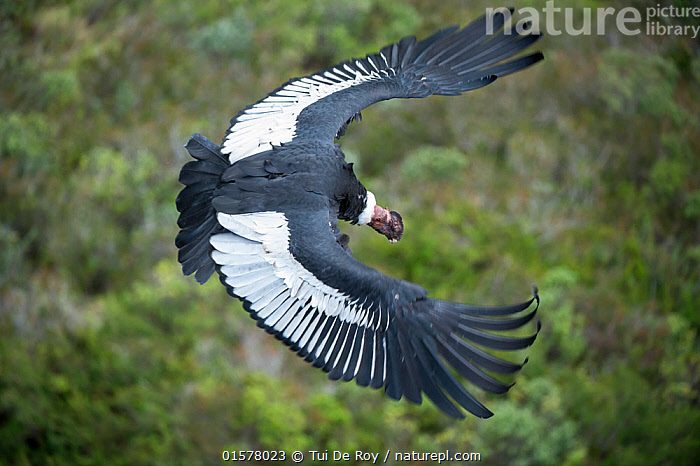 Andean Condor Flying