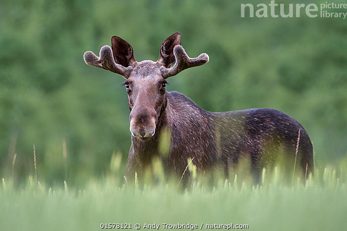Filea Bull Moose Animal Mammaljpg Wikimedia Commons Moose Wikipedia