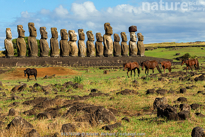 Stock photo of Band of wild Rapa Nui horses/mares and a colt, walking ...