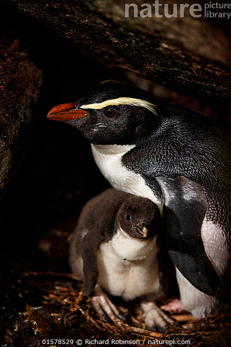 Stock photo of An adult and juvenile Tawaki, also known as the he ...