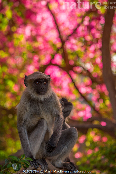 Stock photo of Hanuman Langurs (Semnopithecus entellus) in ...