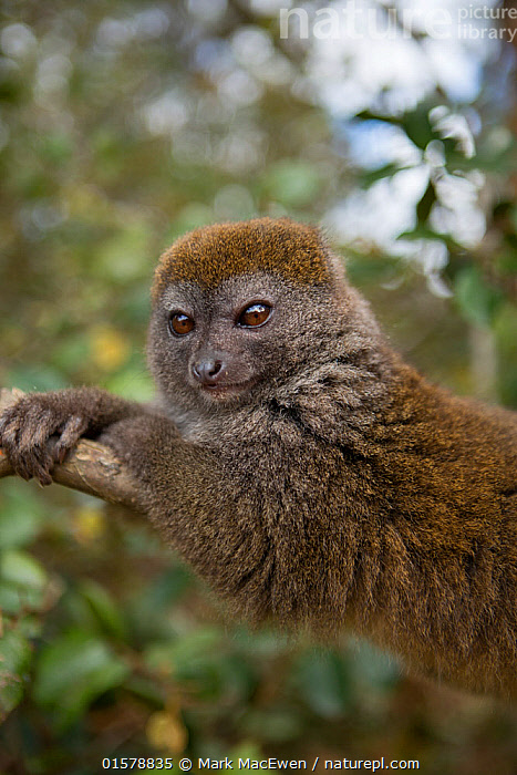Stock photo of Eastern lesser bamboo lemur (Hapalemur griseus) Andasibe ...