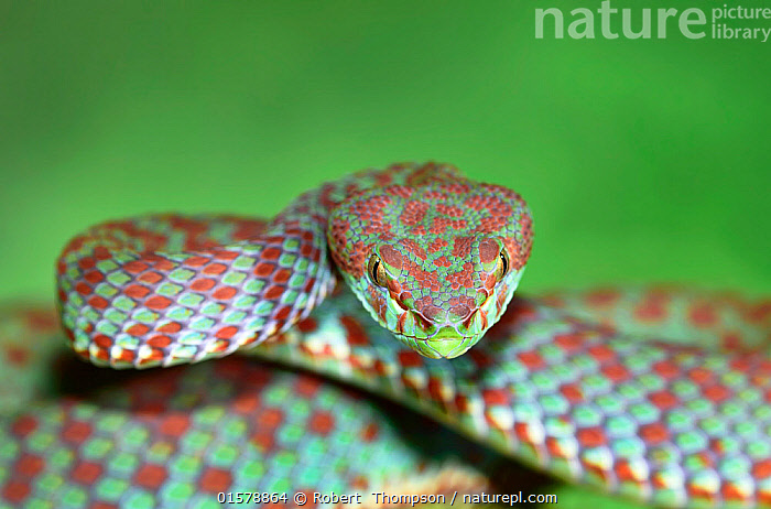 Stock photo of Beautiful pit viper (Trimeresurus venustus) captive ...