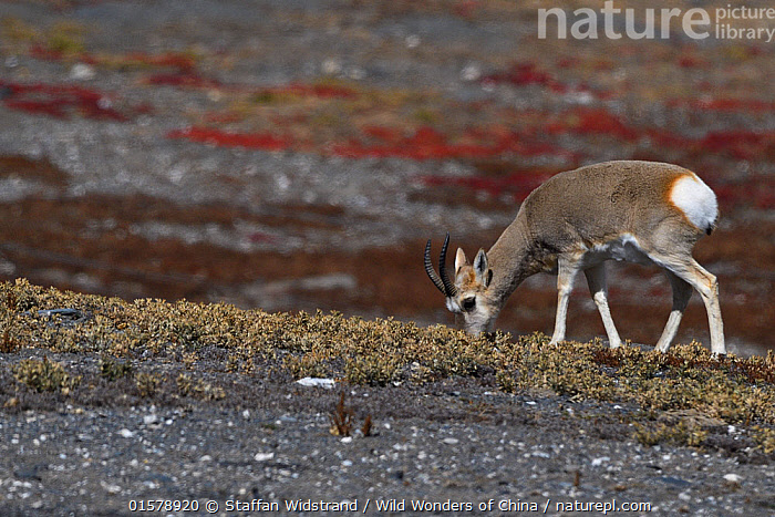 Stock photo of Tibetan gazelle or Goa (Procapra picticaudata), Keke ...