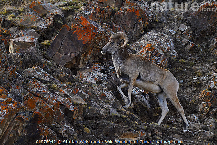 Stock photo of Argali, or the Mountain sheep (Ovis ammon), Zhidua ...