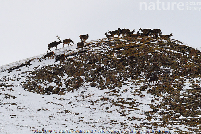 Stock photo of White-lipped or Thorold's deer (Cervus albirostris) herd ...