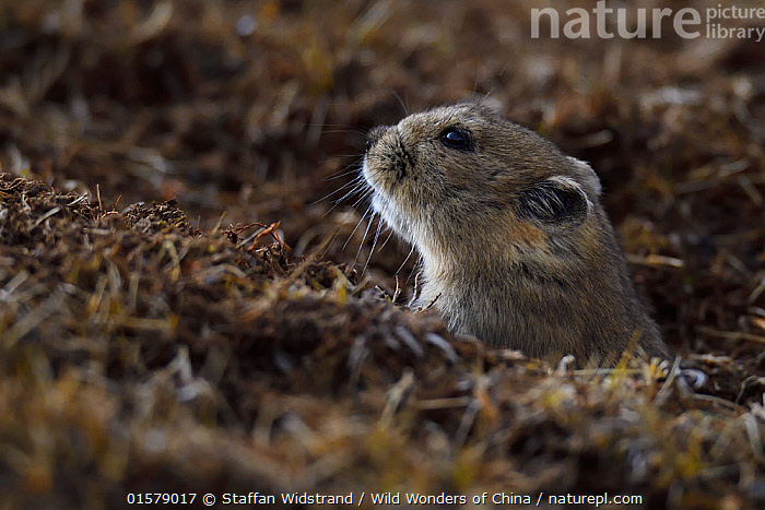 Stock photo of Plateau pika (Ochotona curzoniae), Tibetan Plateau ...