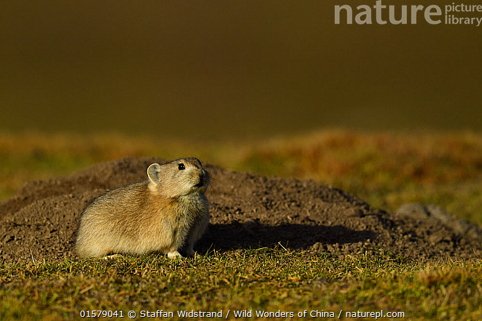 Stock photo of Plateau pika (Ochotona curzoniae) Tibetan Plateau ...