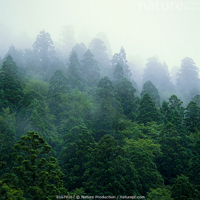 Stock photo of Japanese sugi pine (Cryptomeria japonica) Shirakami ...