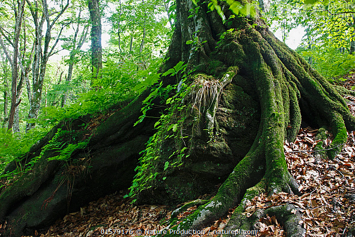 Stock photo of Japanese beech (Fagus crenata) tree trunk, Dakedai ...