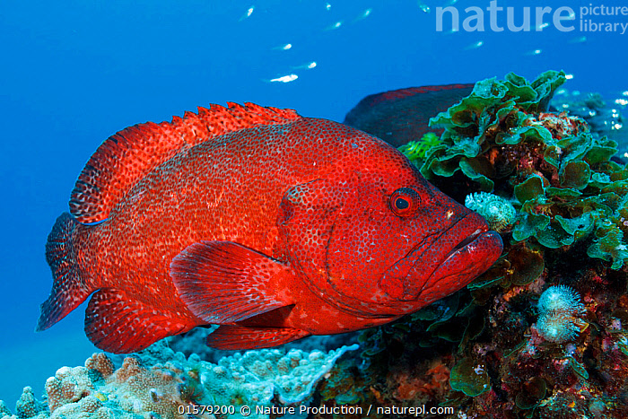 Stock photo of Tomato grouper (Cephalopholis sonnerati), Chichijima ...
