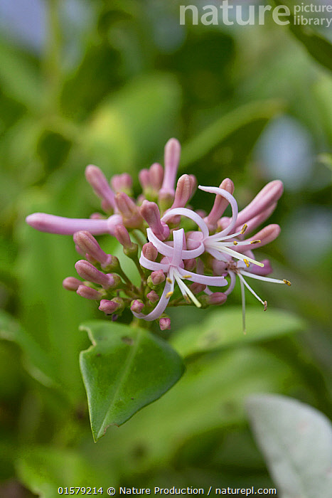 Stock photo of Flower (Hedyotis leptopetala) endemic species, Mukojima ...