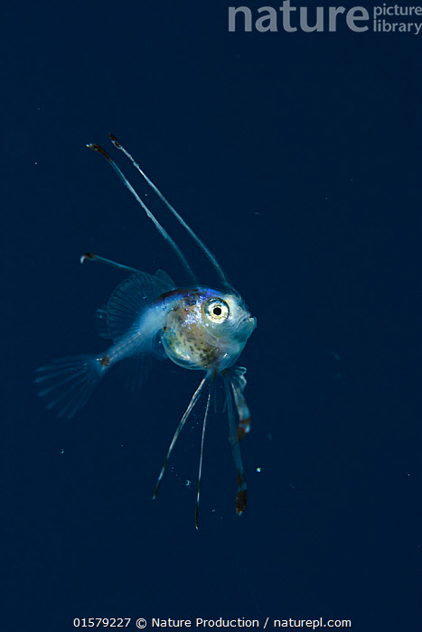 Stock photo of Goosefish (Lophiodes naresi) fry floating, Chichijima ...