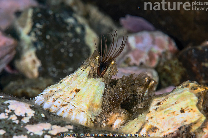 Stock photo of Barnacle (Balanus balanus) underwater, off the coast of ...