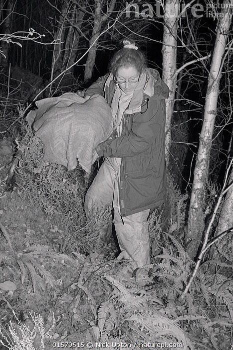 Stock photo of Dr. Jenny Macpherson carryng a live trap containing a ...