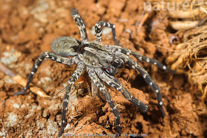 Stock photo of Sub-adult Deserta Grande wolf spider (Hogna ingens ...