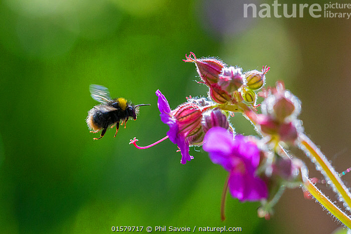 Stock photo of Early bumblebee (Bombus pratorum) flying to feed from ...