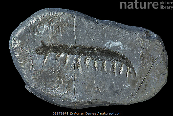 Stock photo of Plaster cast of Fossil (Aysheaia sp) from Middle ...