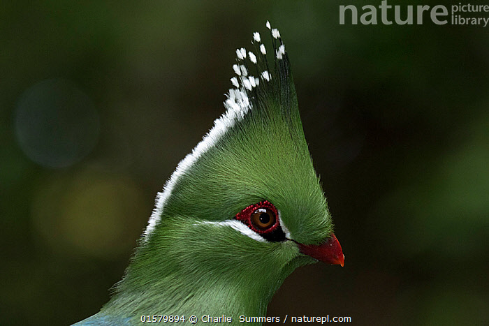 Stock photo of Livingstone's turaco (Tauraco livingstonii) portrait ...