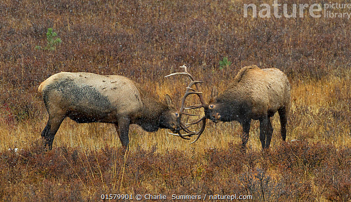 Stock photo of Two young bull Elk (Cervus canadensis) practicing ...