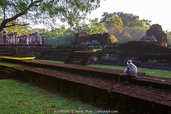 Stock photo of Tufted gray langur (Semnopithecus priam thersites ...