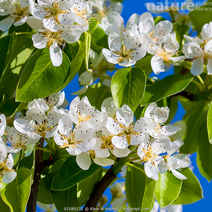 Stock photo of Pear tree (Pyrus communis) blossom in spring, France ...